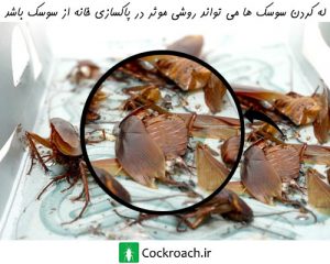 از بین بردن تخم سوسک در چند گام - سوسک | سم تضمینی تخم سوسک